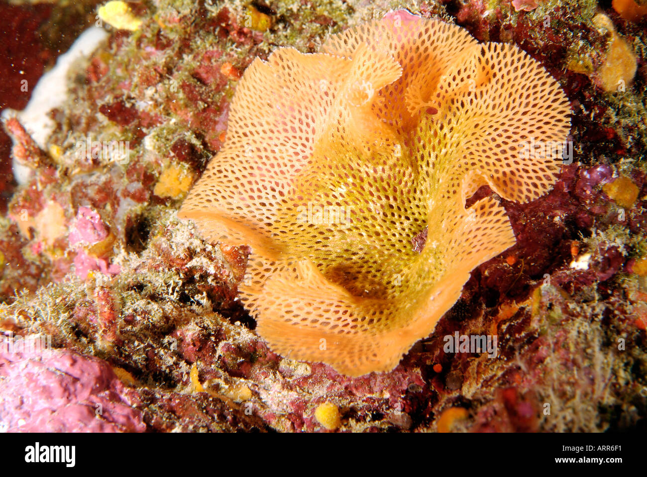 Sea life in the Mediterranean Sea sea lace bryozoan Stock Photo - Alamy