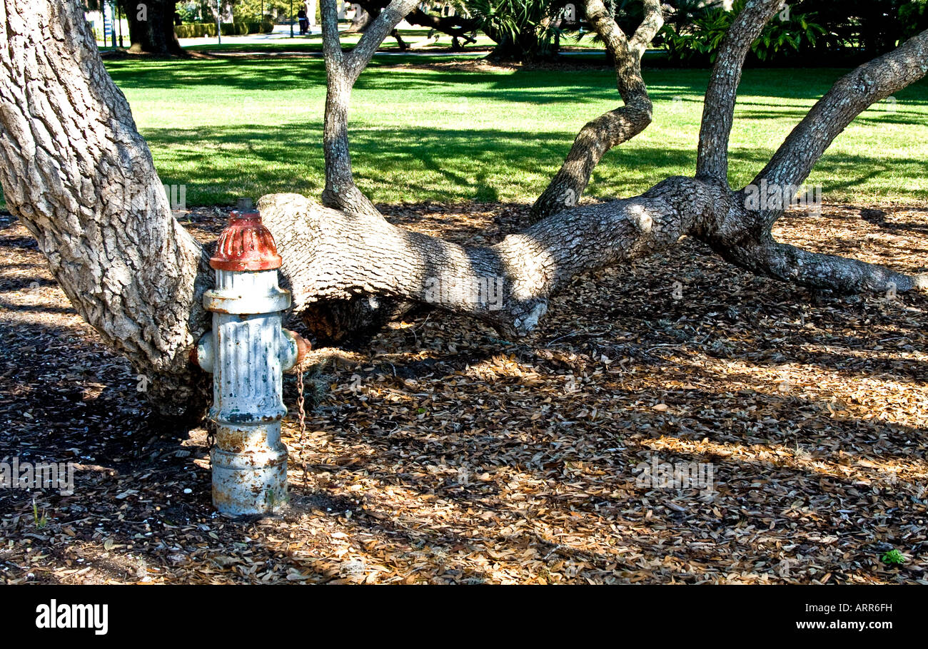 Old fire hydrant by an old gnarled tree growing along the ground Stock ...