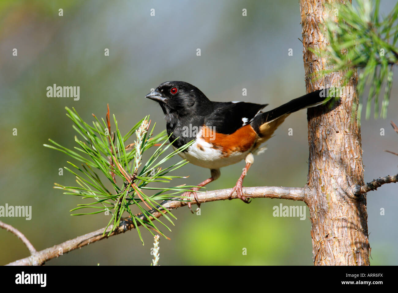 North american towhees hi-res stock photography and images - Alamy