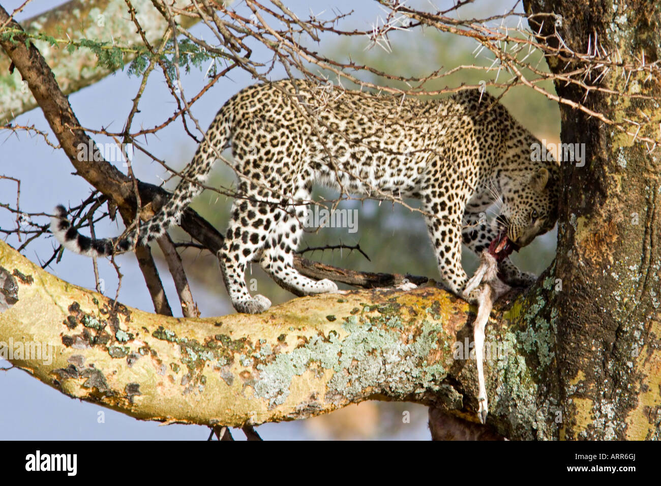 Leopard eating gazelle hi-res stock photography and images - Alamy