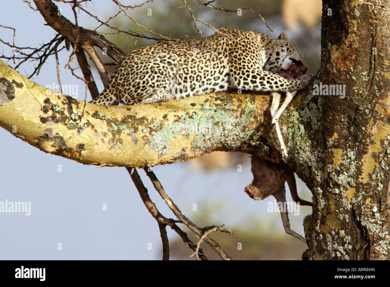 Leopard Eating Gazelle Stock Photo - Alamy