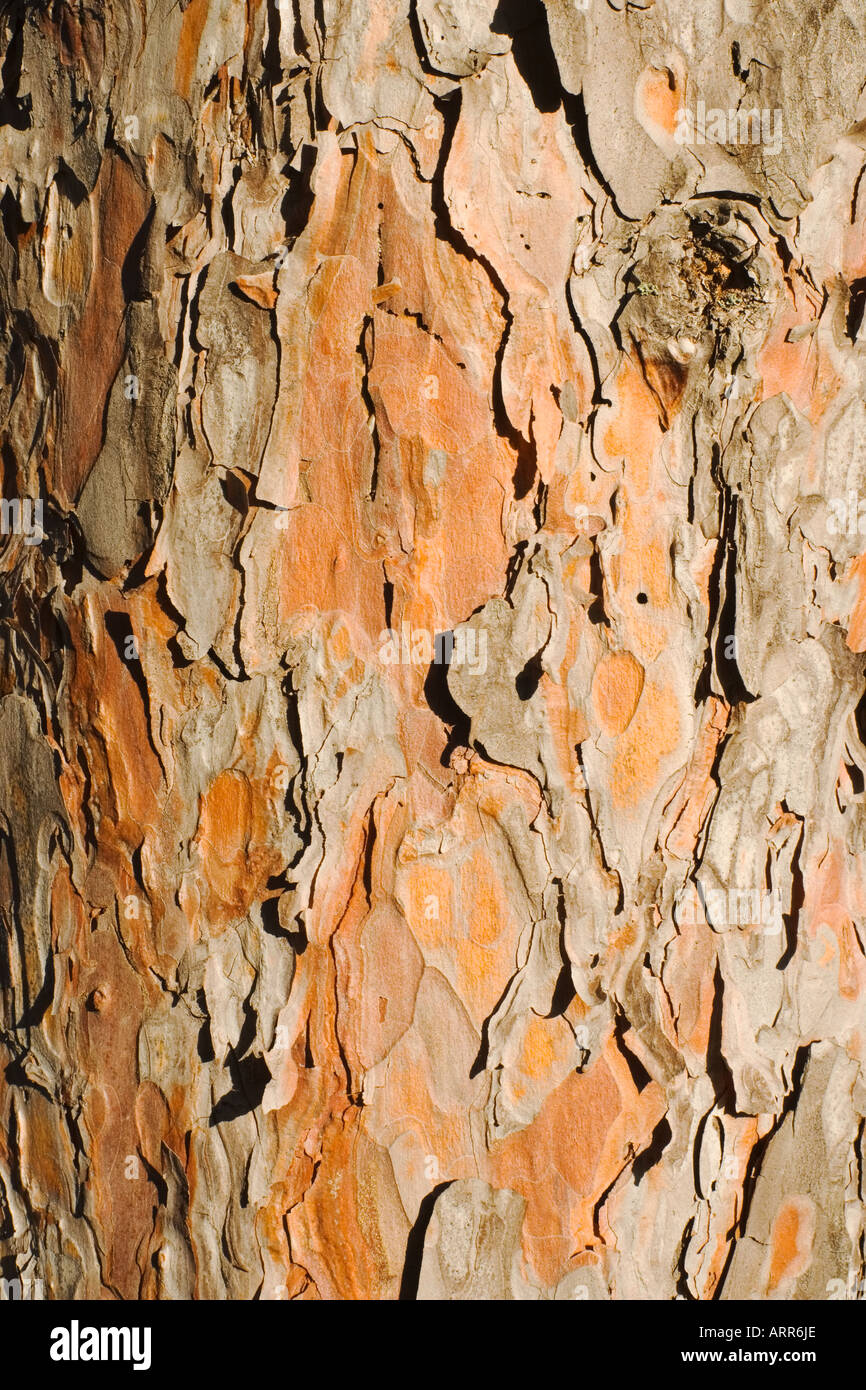 trunk and bark of eastern white pine, Wadsworth Lake near Barry's Bay ...