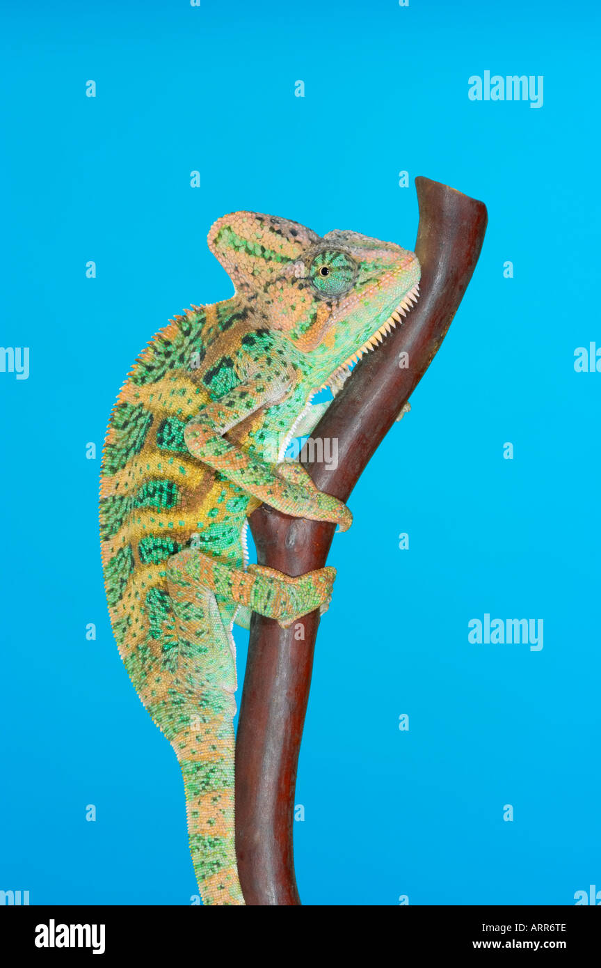 Veiled Chameleon, native to Yemen and southern Saudi Arabia, Scientific ...