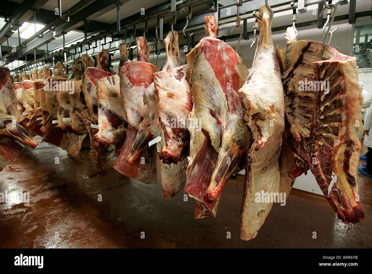 Abattoir carcasses dead meat pig agriculture livestock bacon chiller ...