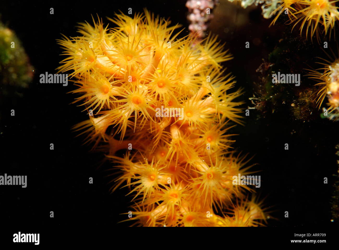 Sea life in the Mediterranean Sea Yellow cluster anemone Stock Photo ...