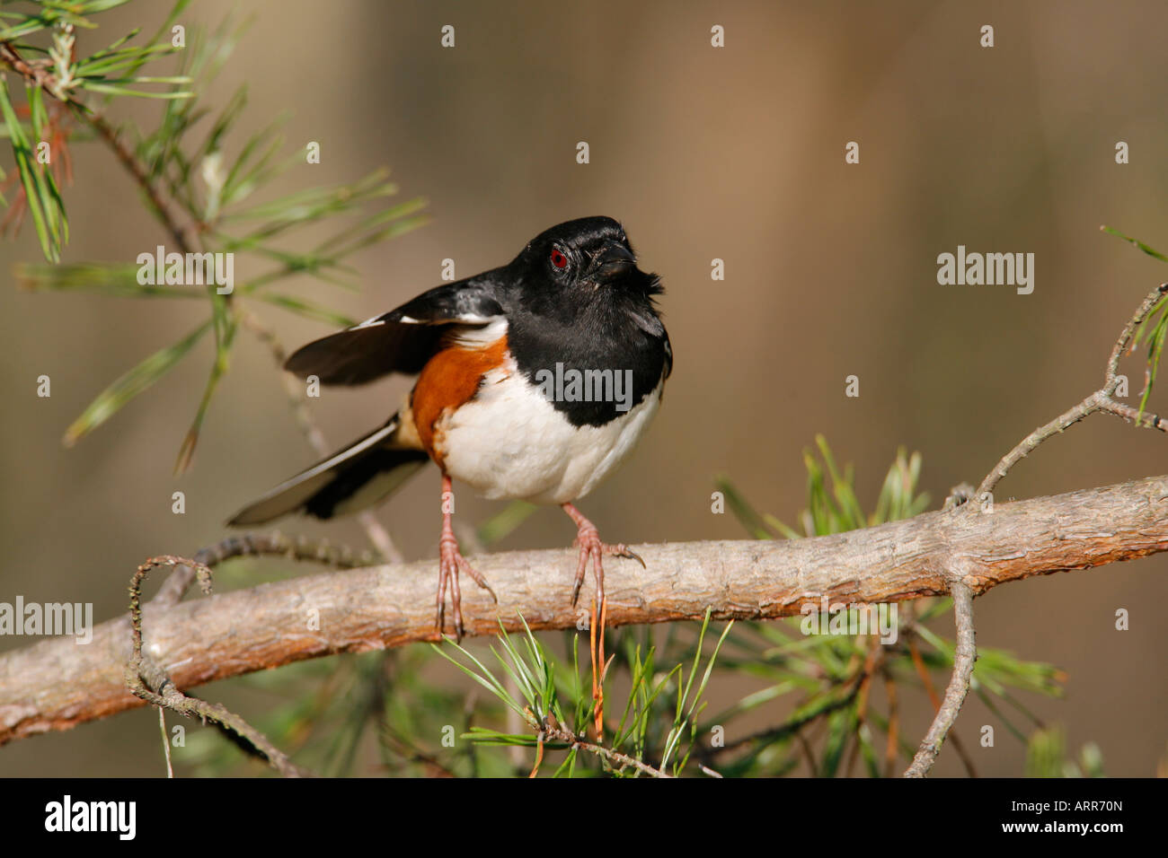 American towhees hi-res stock photography and images - Alamy
