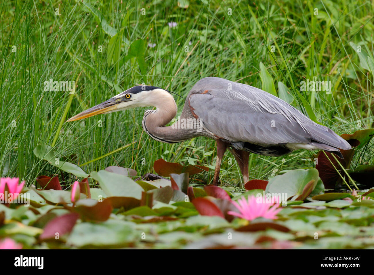 Great Blue Heron in Pink Water Lilies Stock Photo - Alamy