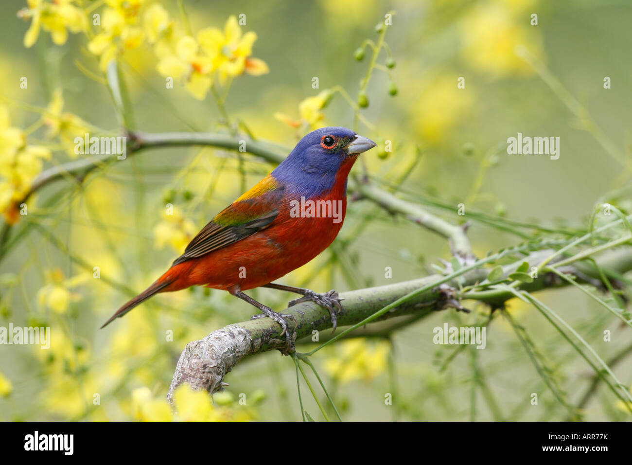 Painted buntings hi-res stock photography and images - Alamy