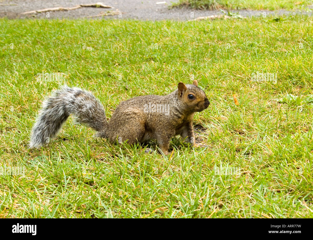 A squirrel running across the grass in Parc Mont Royal, Montreal Quebec ...