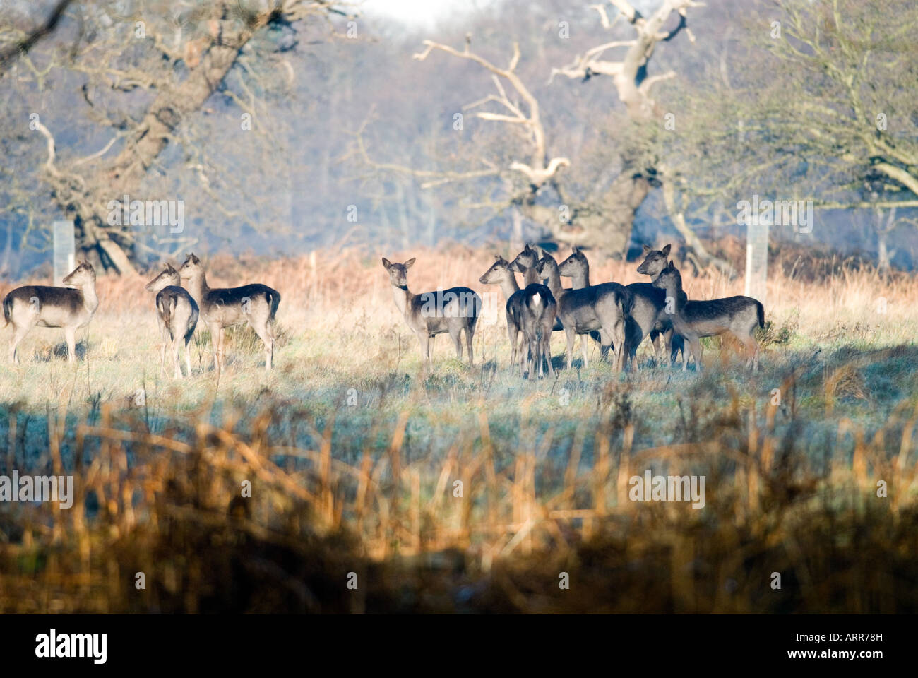 Swift deer hi-res stock photography and images - Alamy