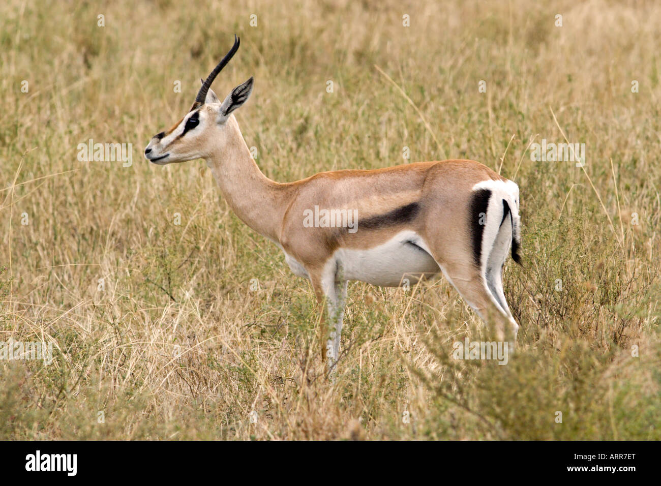 Thompson Gazelle in Grass Stock Photo - Alamy