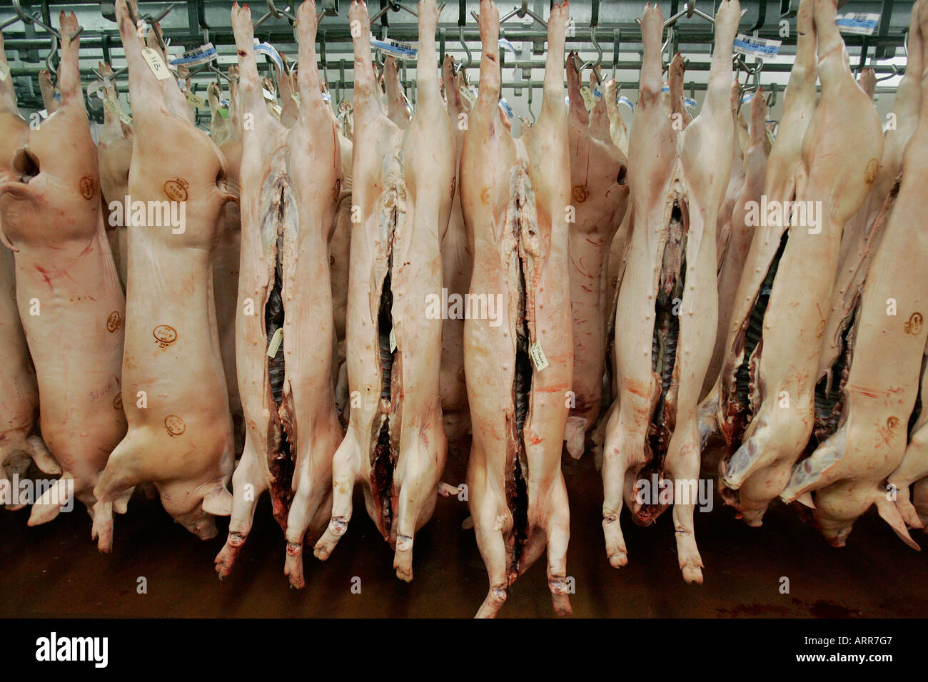 Abattoir carcasses dead meat pig agriculture livestock bacon chiller ...