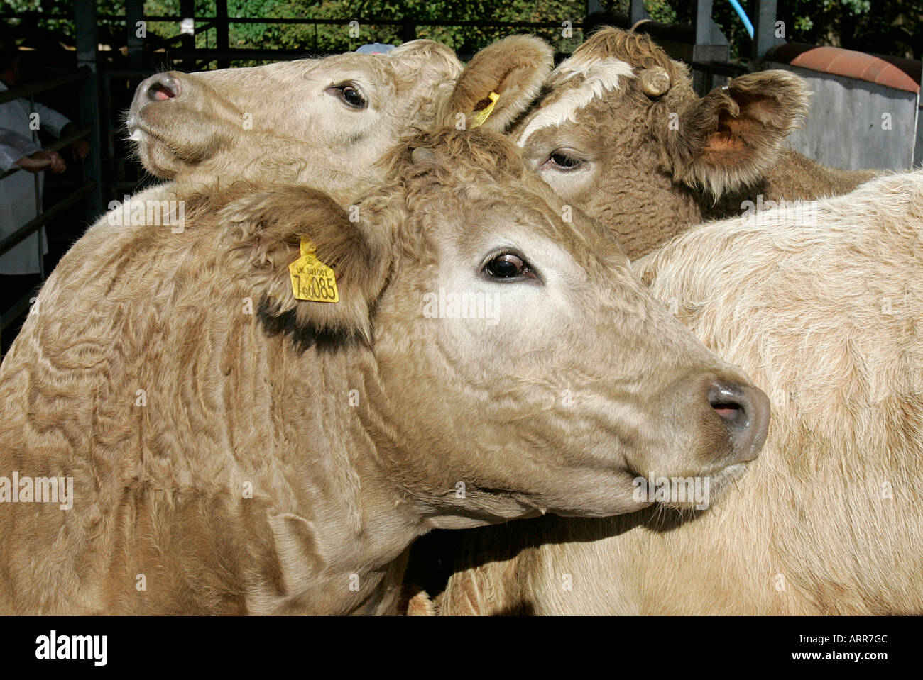 Cowardly cow hi-res stock photography and images - Alamy