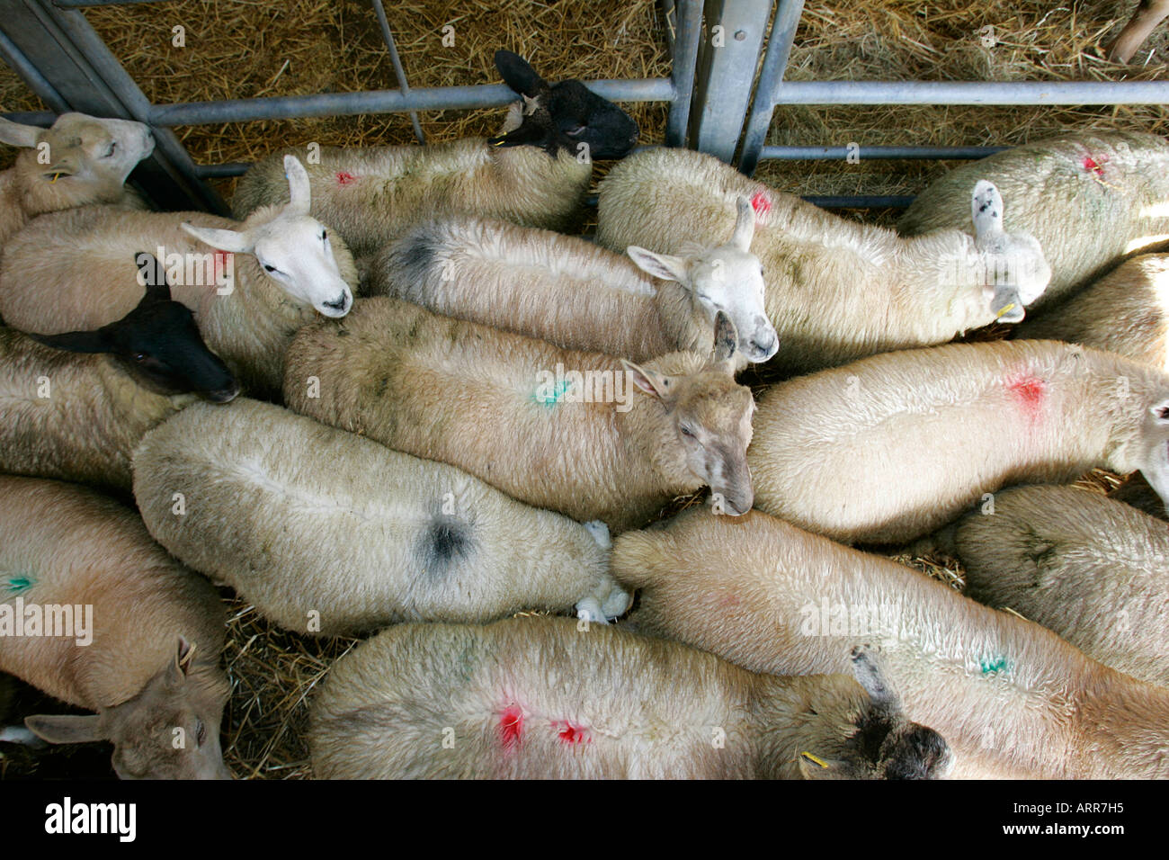 Sheep abattoir hi-res stock photography and images - Alamy
