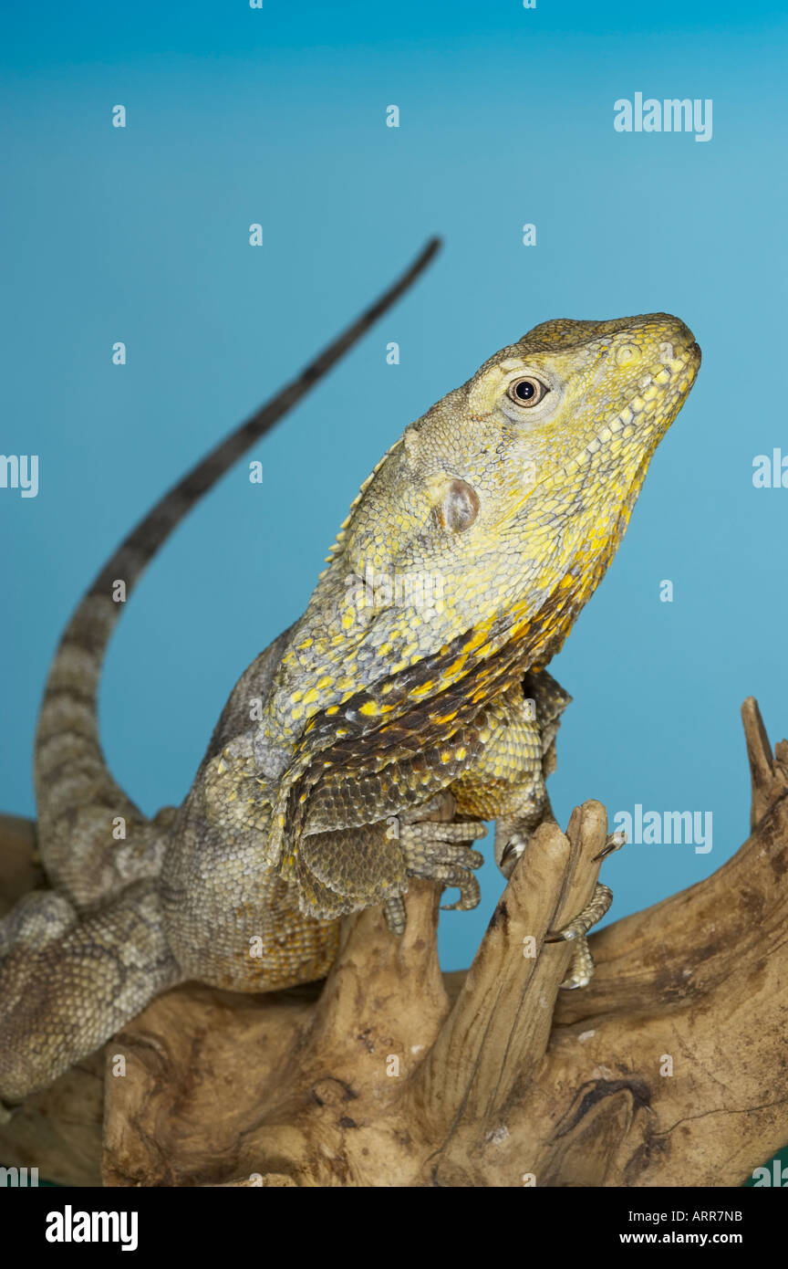 Frilled Dragon, native to northern Australia and southern New Guinea ...