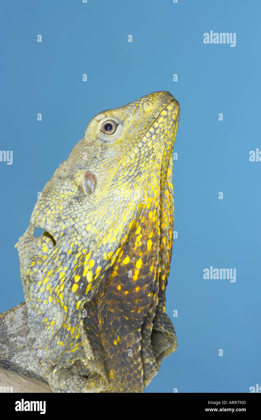 Frilled Dragon, native to northern Australia and southern New Guinea ...