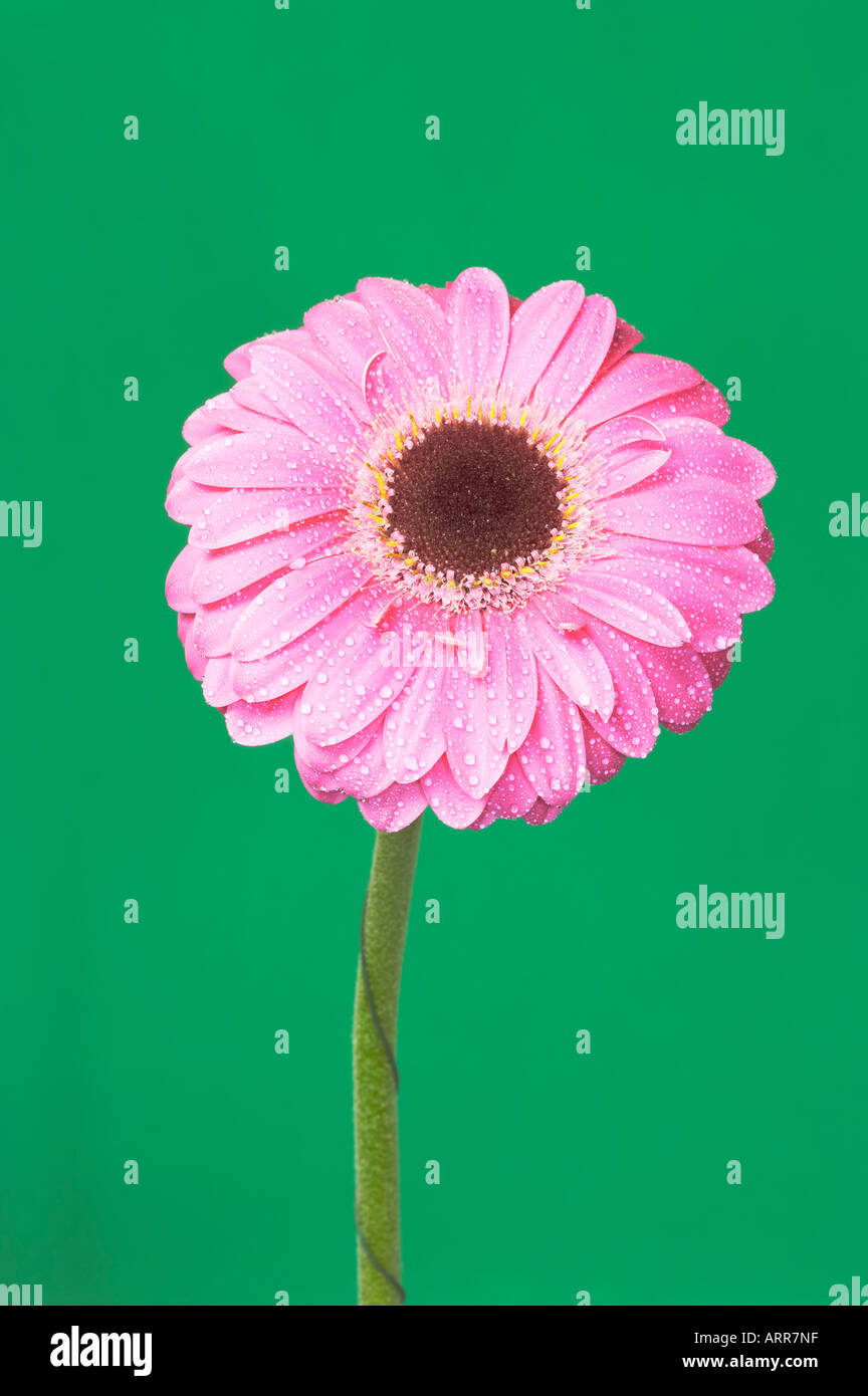 Pink Gerbera, Indoors, Ontario, Canada. Royalty Free Stock Photo - Alamy
