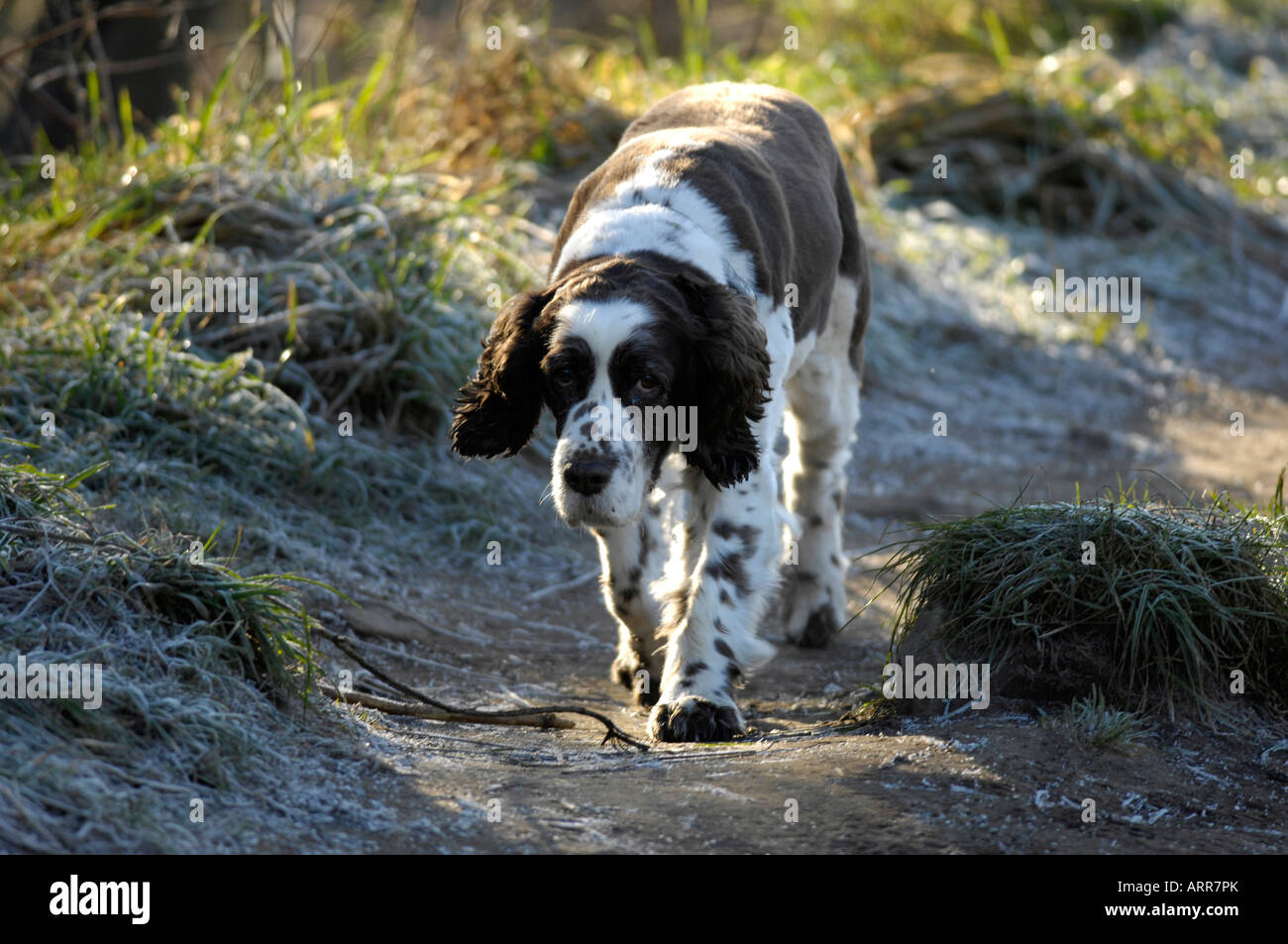springer spaniel looking worried Stock Photo - Alamy
