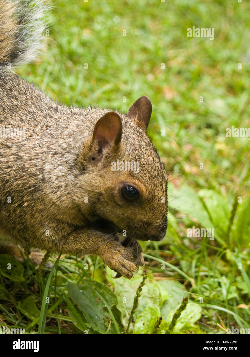Close up of a squirrel eating a nut in Parc Mont Royal, Montreal Quebec ...