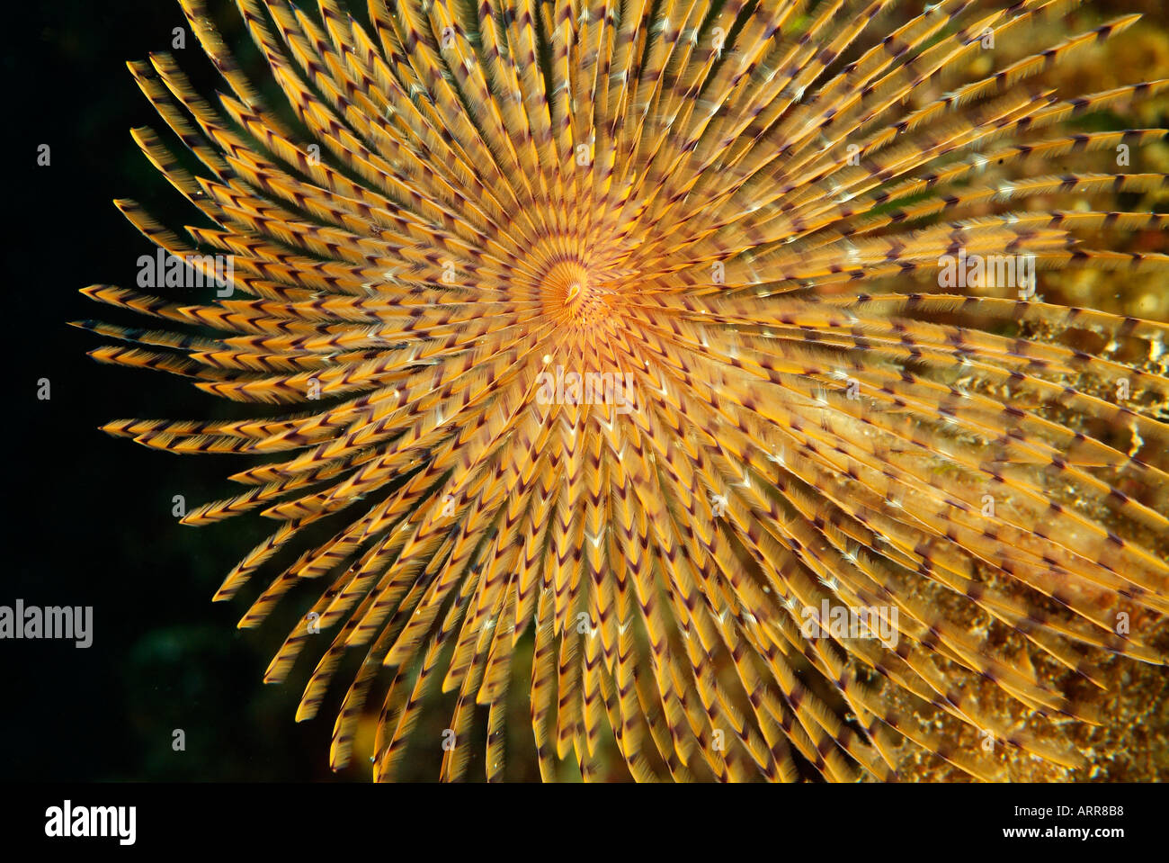 Sea life in the Mediterranean Sea fan worm spiral tube worm Stock Photo ...