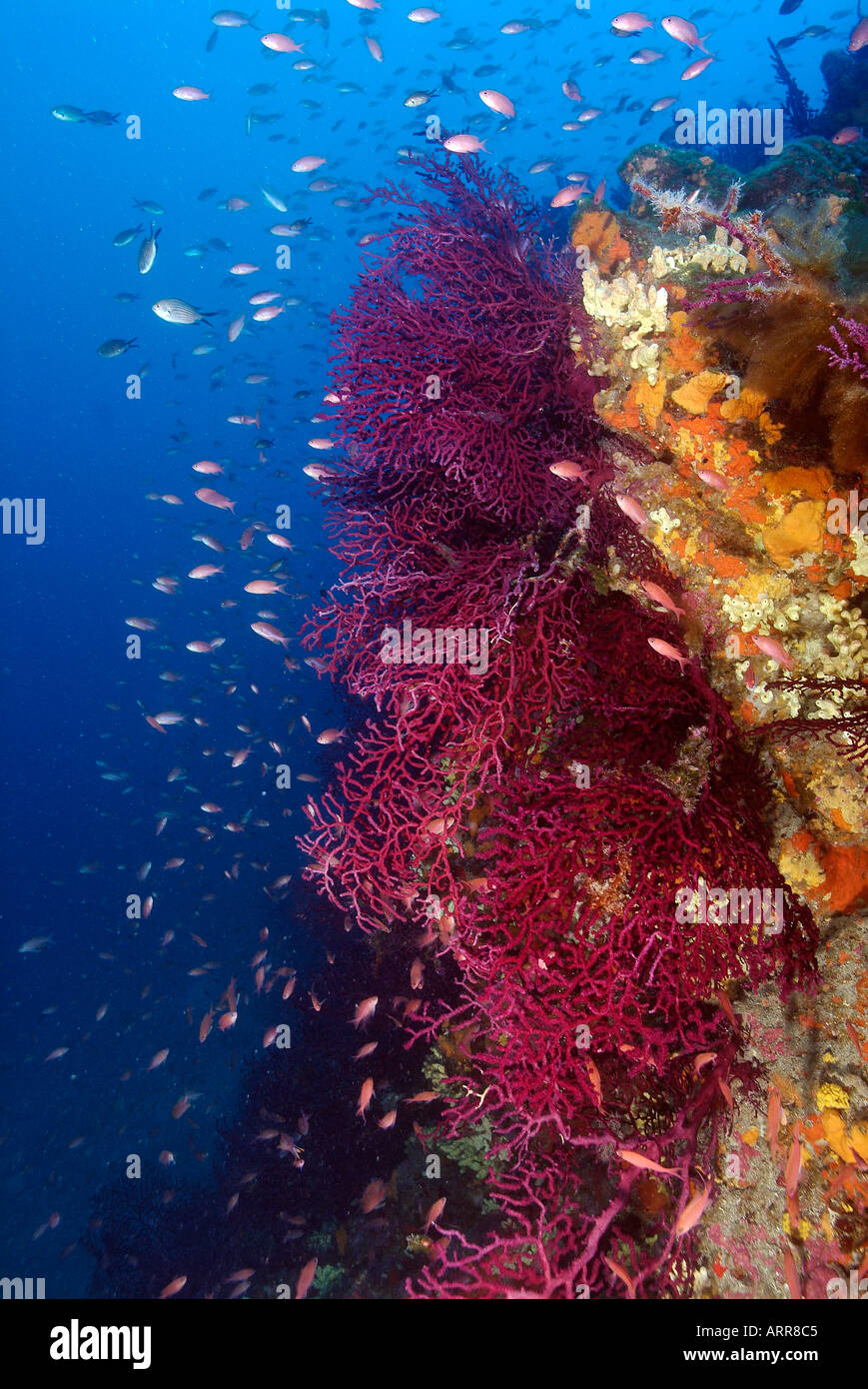 Blue gorgonias hi-res stock photography and images - Alamy