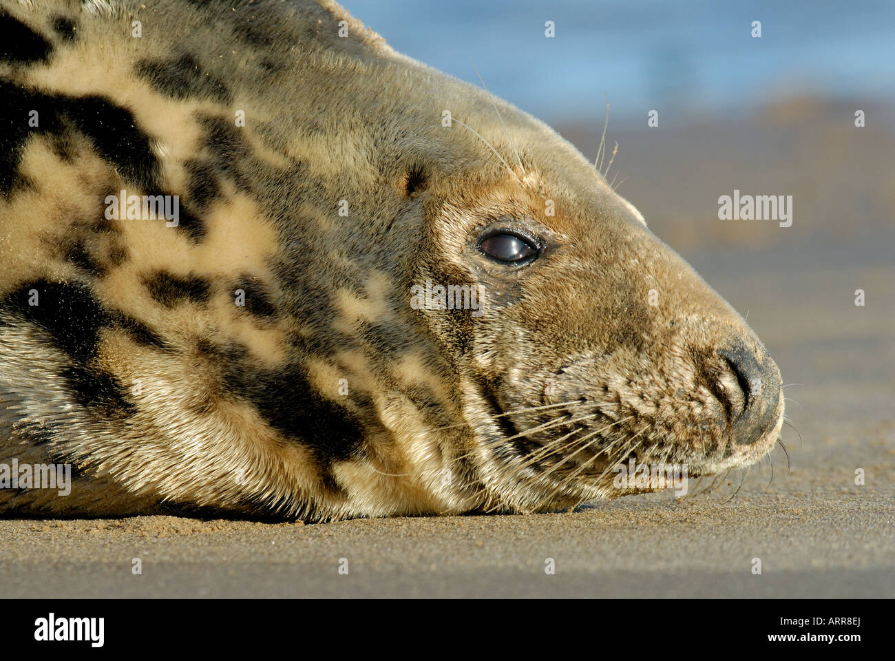 Grey Seal portrait Stock Photo - Alamy