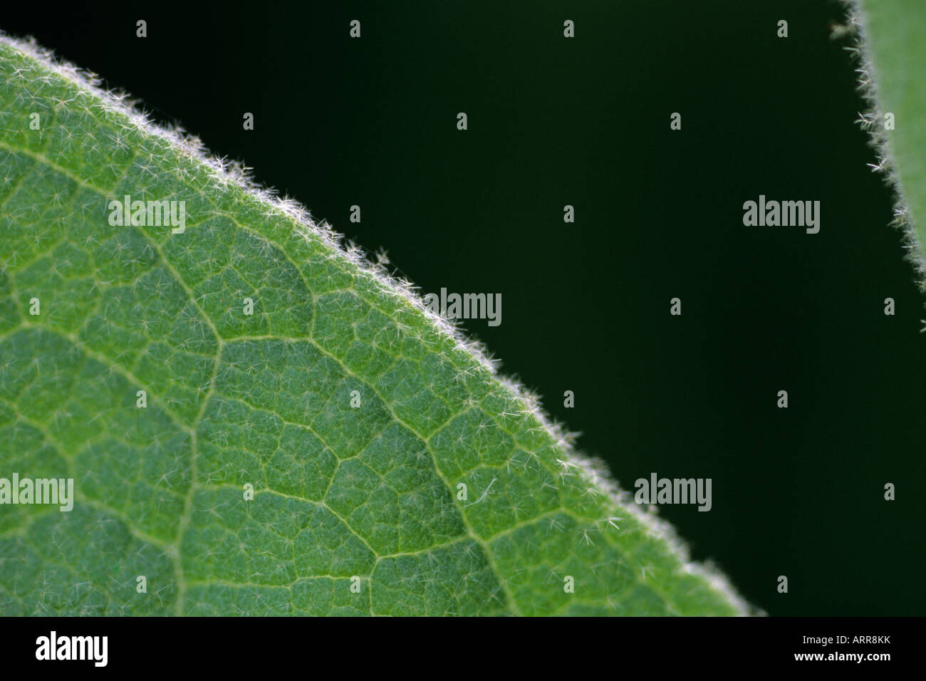 Close up of green plant leaf veins Washington State USA Stock Photo - Alamy