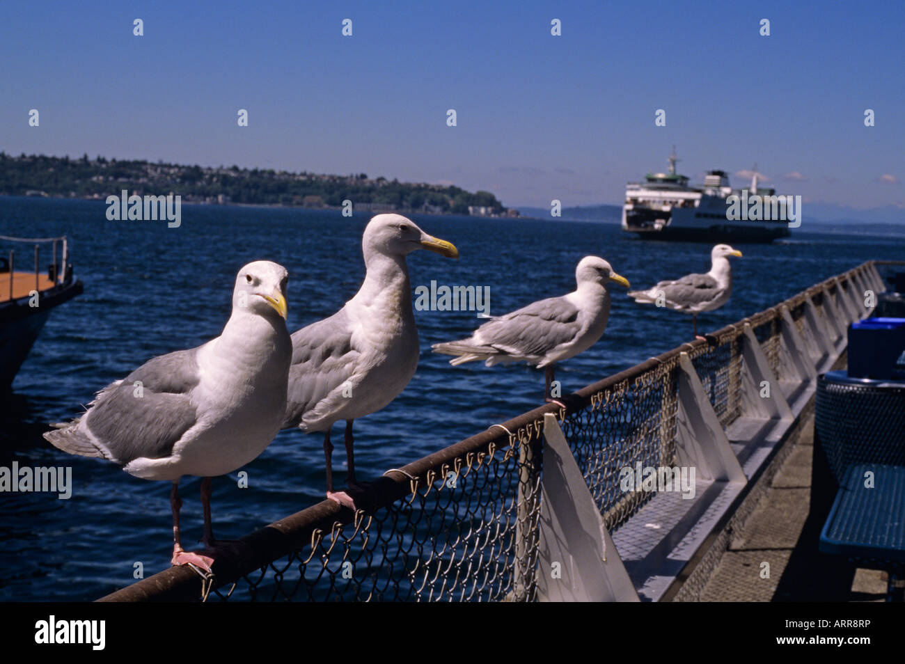 Seattle waterfront with Puget Sound and ferries and sea gulls waiting ...