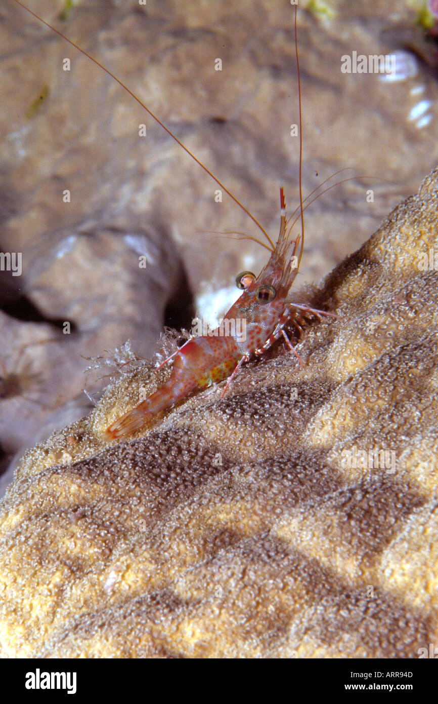 Marine life in the Gulf of Mexico red night shrimp Stock Photo - Alamy