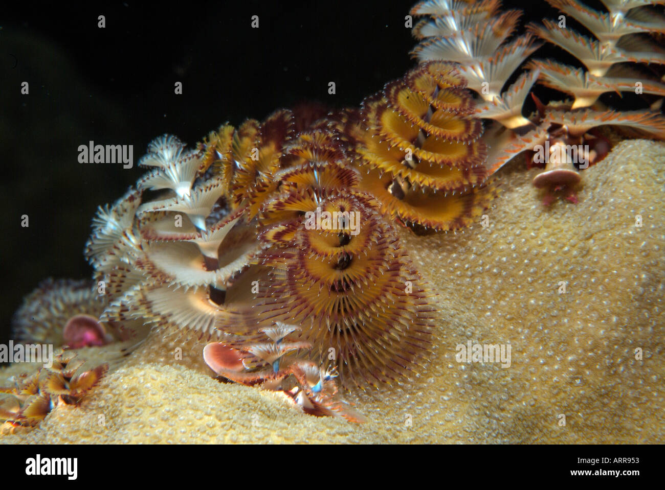 Giant Sea Worm Terrorizes Aquarium