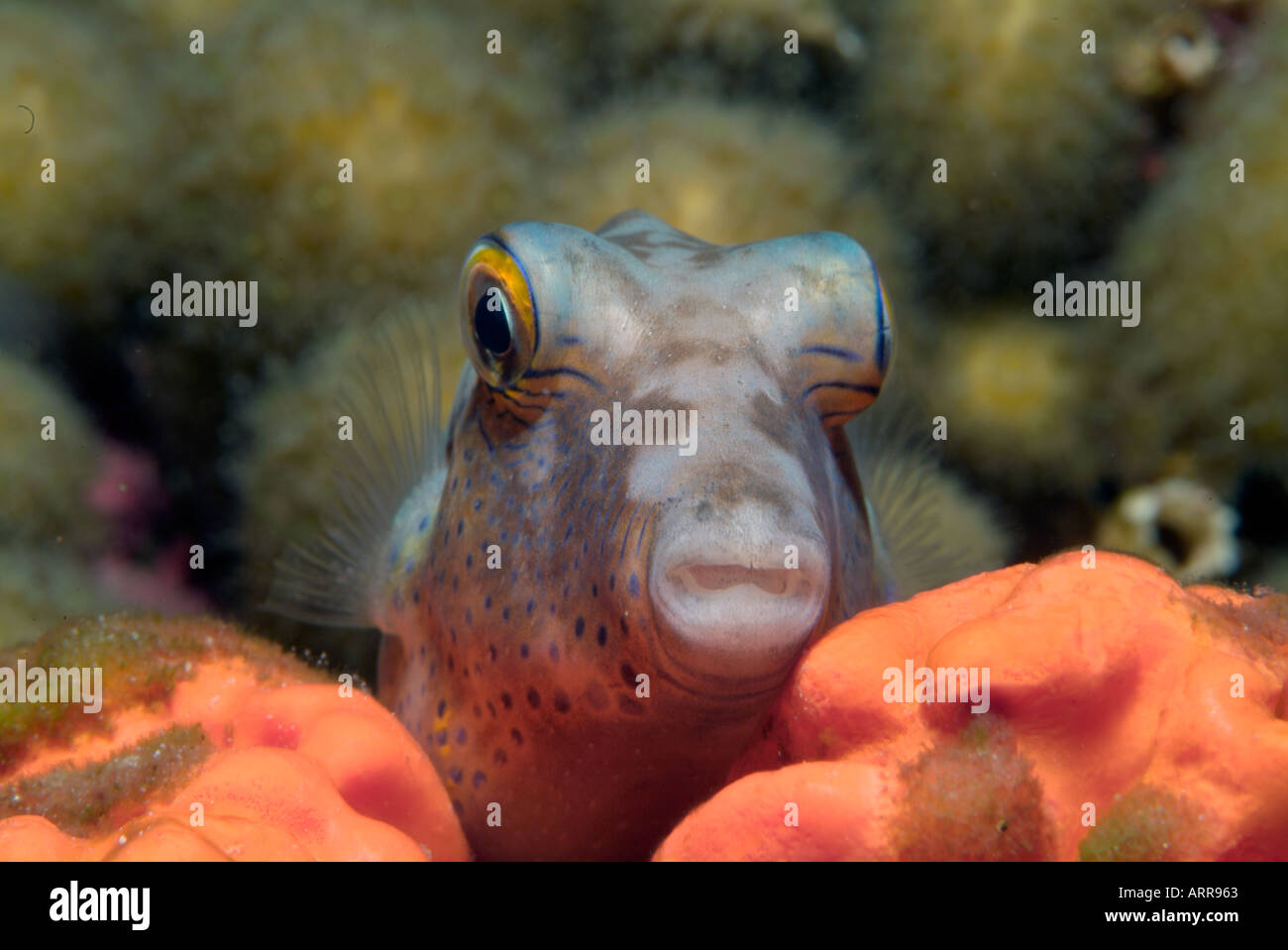 Marine life in the Gulf of Mexico whitebelly toby puffer fish Stock ...