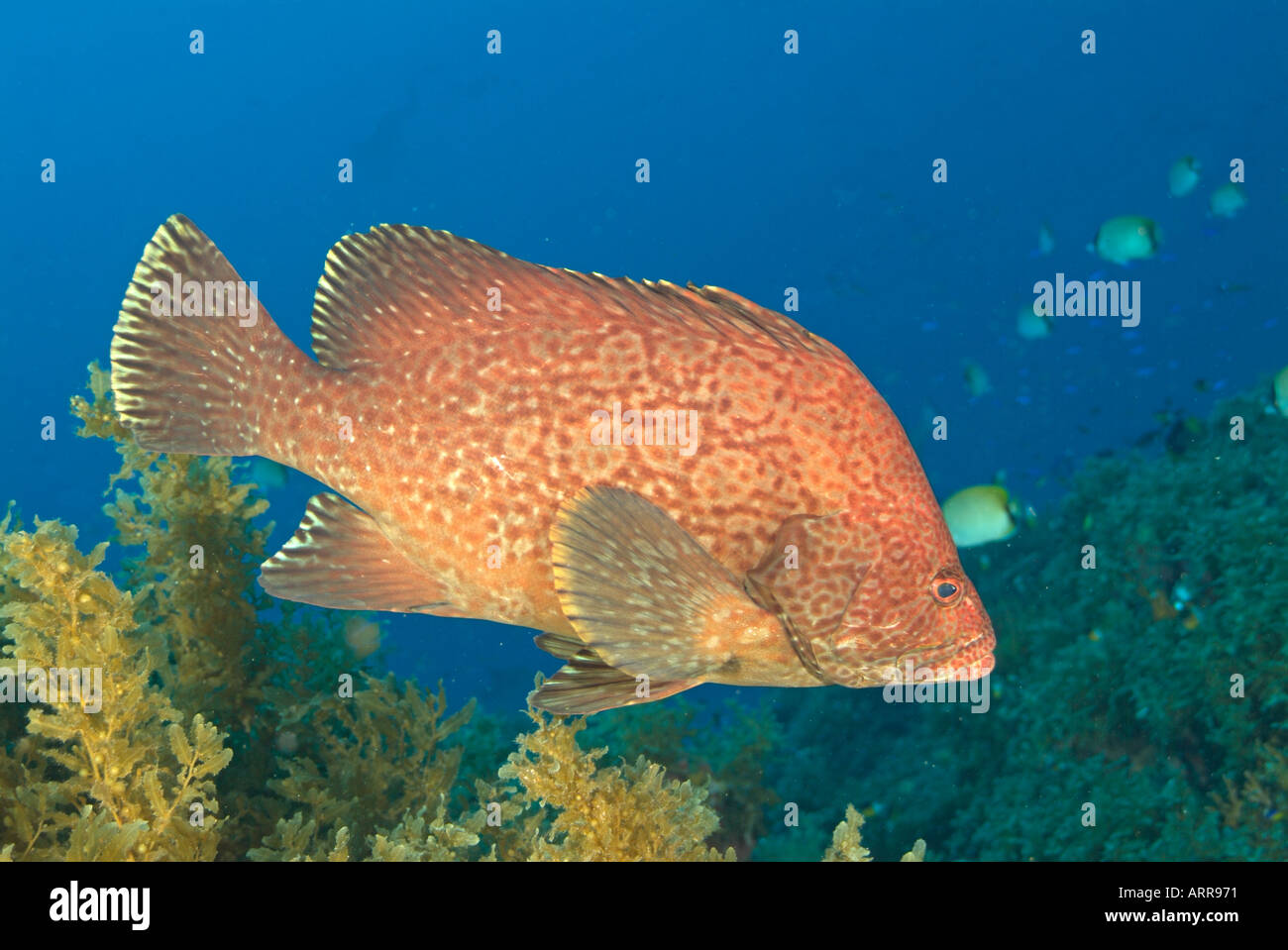 Marine life in the Gulf of Mexico marbled grouper Stock Photo - Alamy