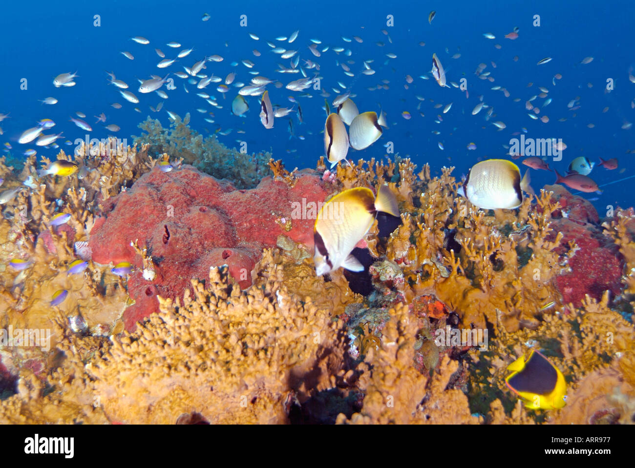 Marine life in the Gulf of Mexico school of butterfly fish Stock Photo ...