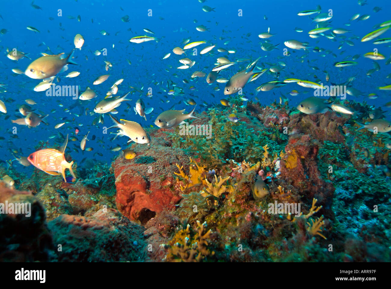 Mexico Marine Life