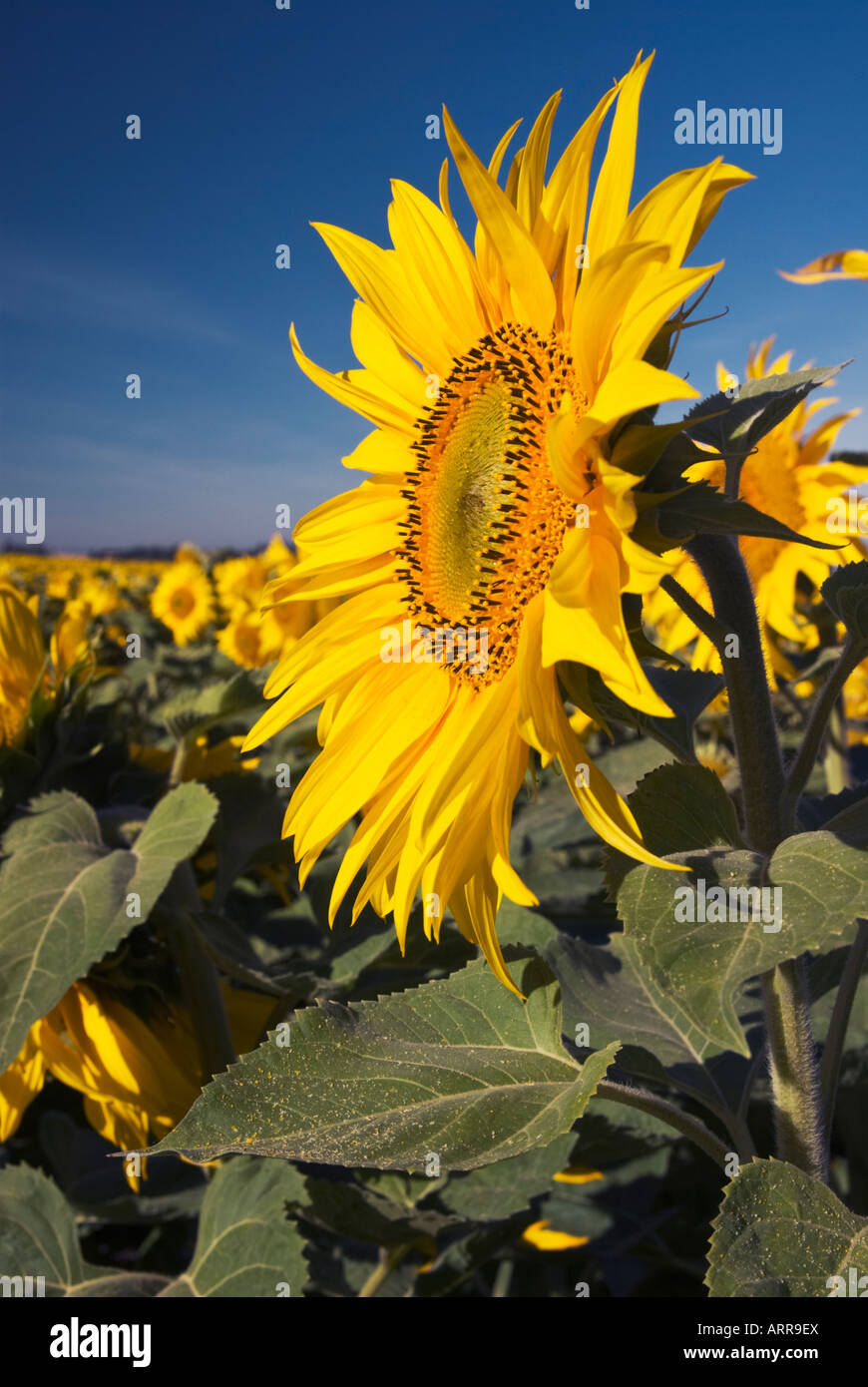 New zealand flower field hi-res stock photography and images - Alamy