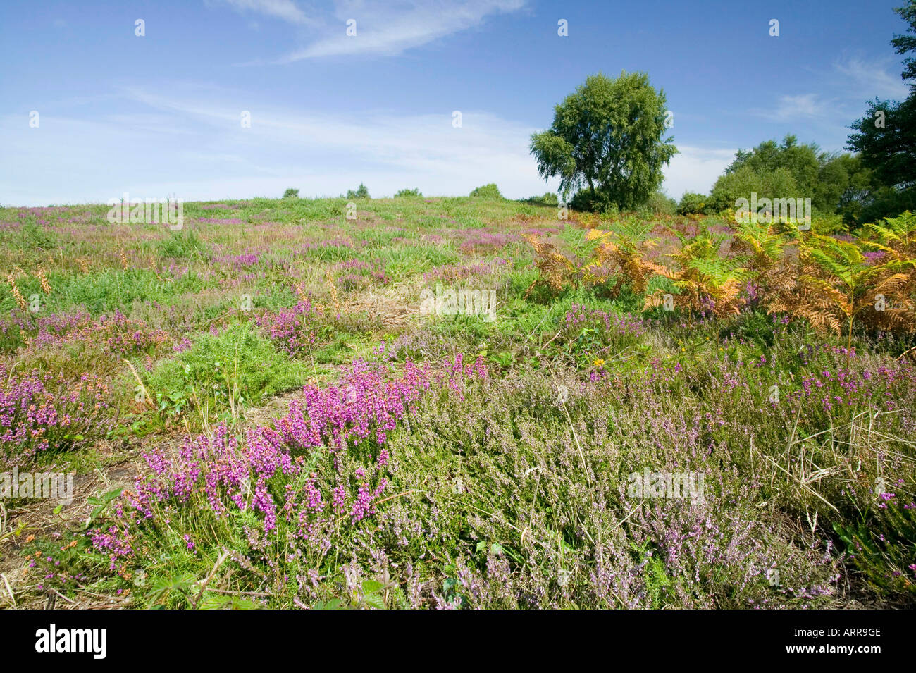 Salthouse Heath, an endangered rare habitat, near Holt, Norfolk, UK ...