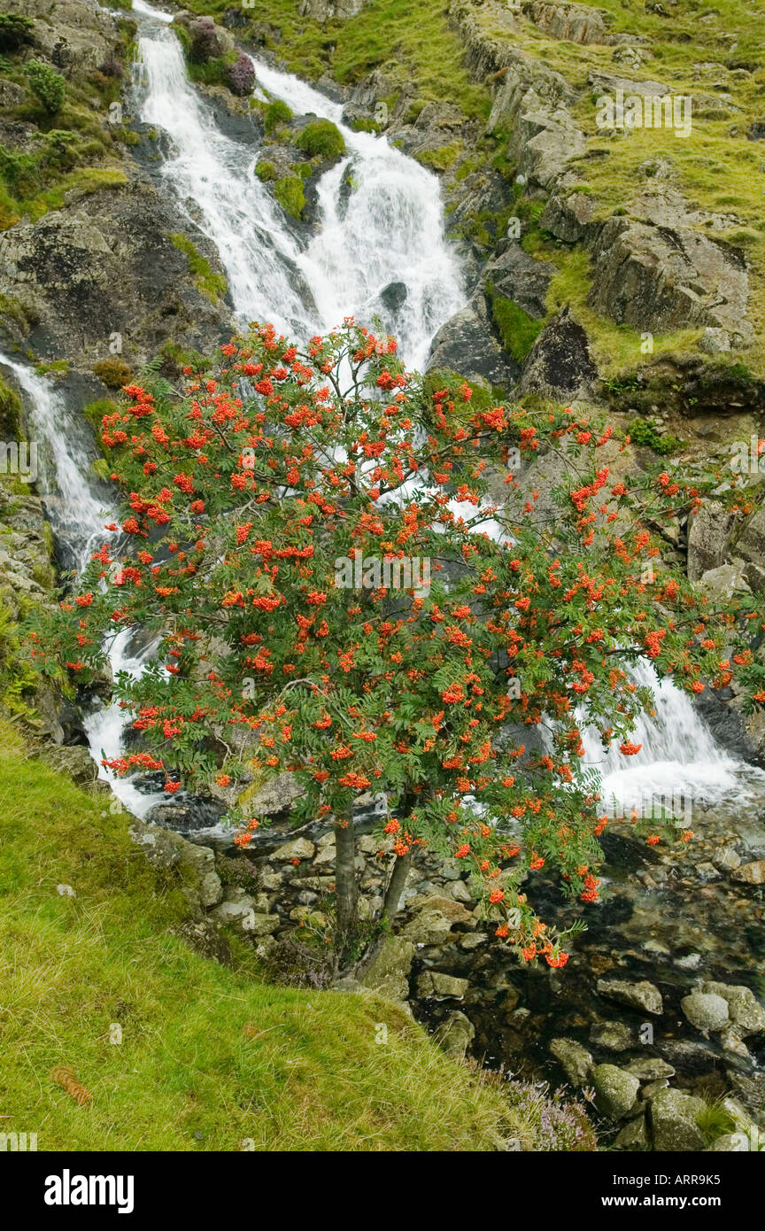 a waterfall and Rowan tree in the Copper mines Valley, Coniston, Lake ...
