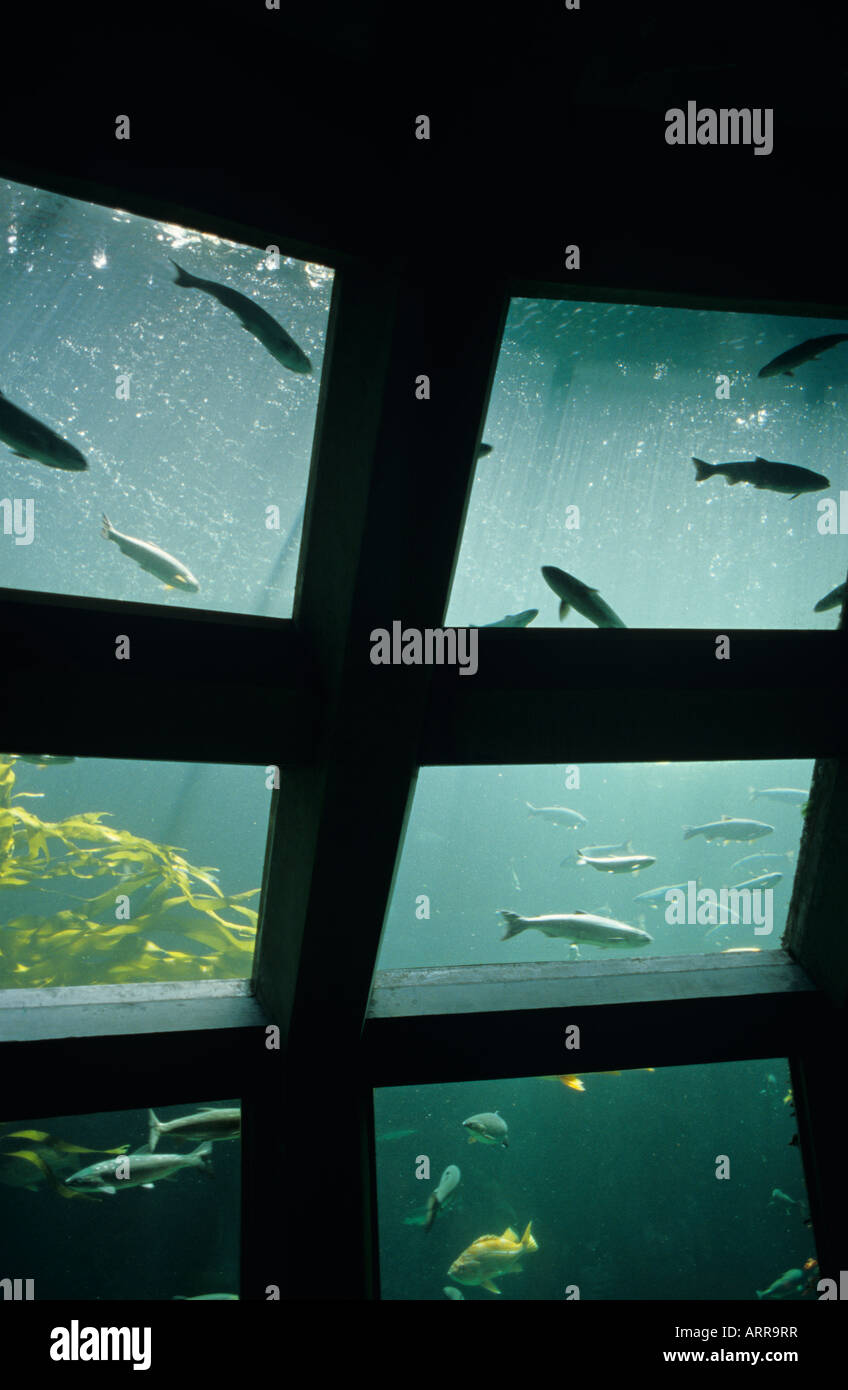 Puget Sound Underwater High Resolution Stock Photography and Images - Alamy