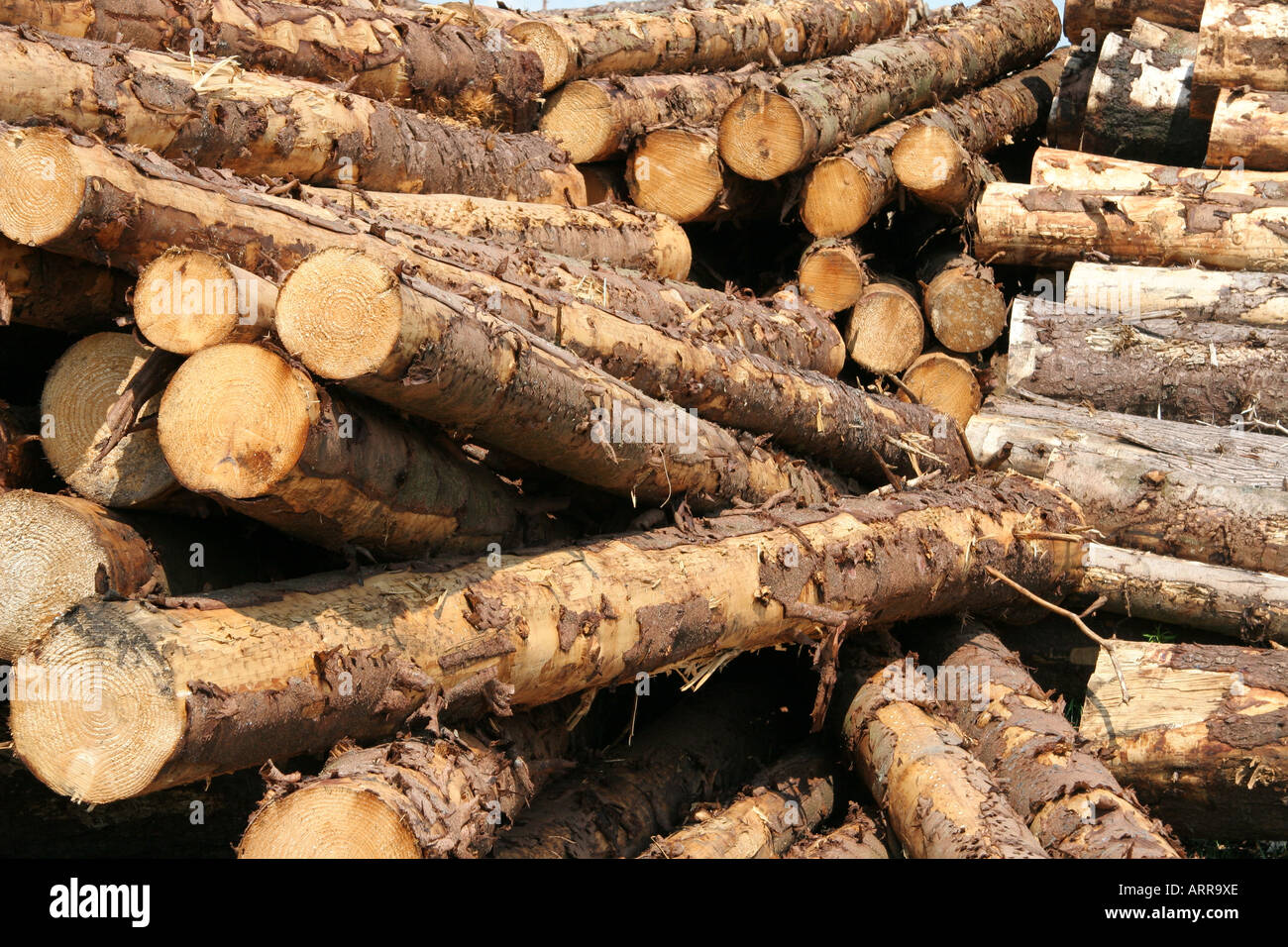 Timber wood uncut hi-res stock photography and images - Alamy