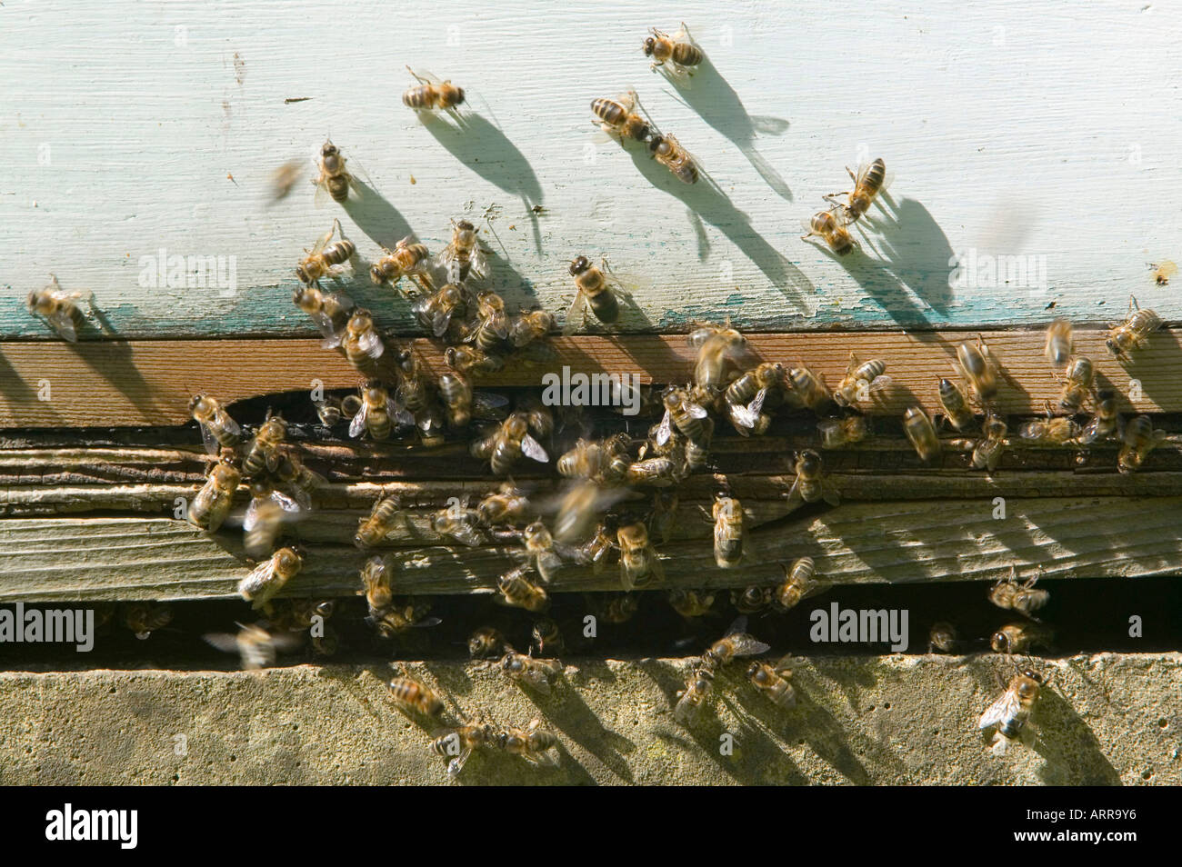 Bees defending hive hi-res stock photography and images - Alamy