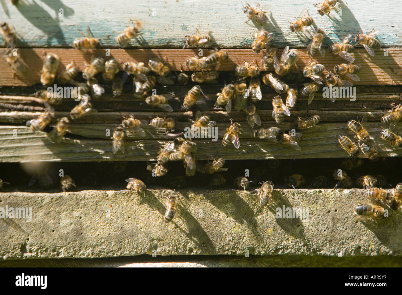 Warning bee hive hi-res stock photography and images - Alamy