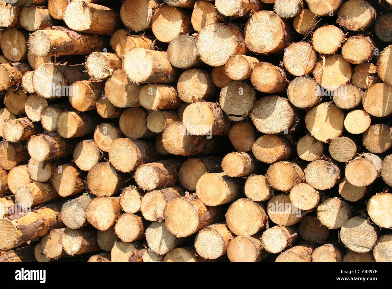 Cut and stacked logs Stock Photo - Alamy