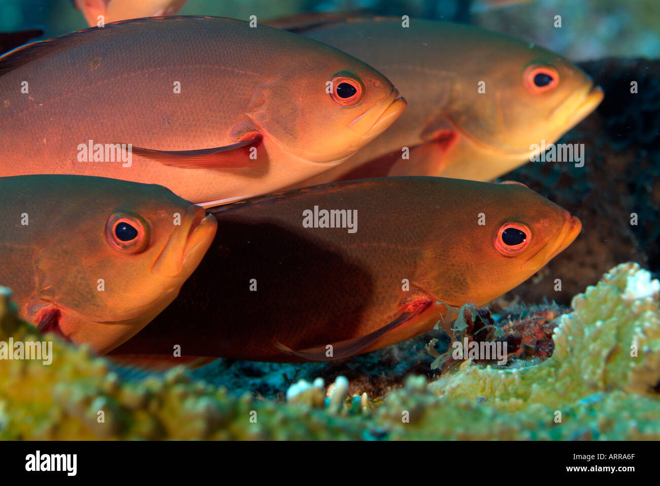 Marine life in the Gulf of Mexico four creole fish Stock Photo - Alamy