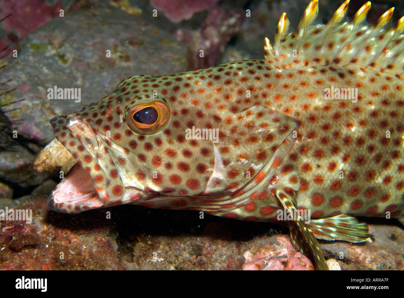 Rock Hind Grouper
