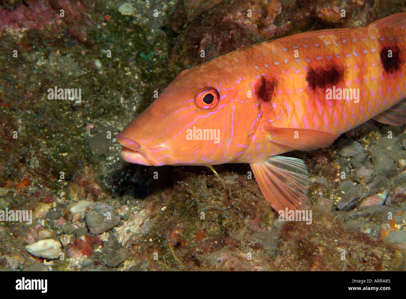 Spotted Goat Fish