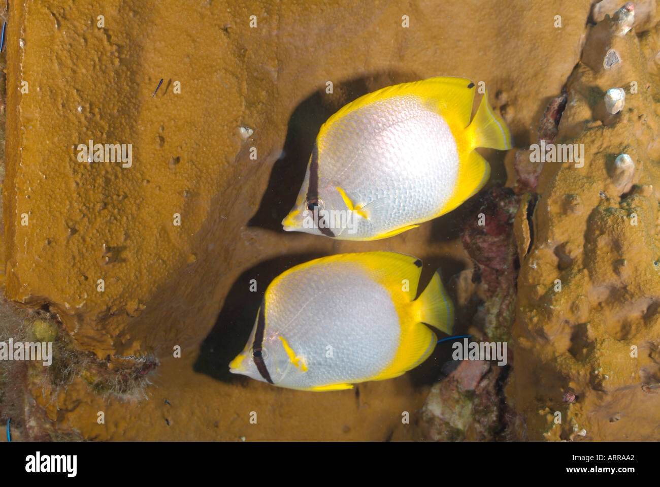 Marine life in the Gulf of Mexico two butterfly fishes Stock Photo - Alamy