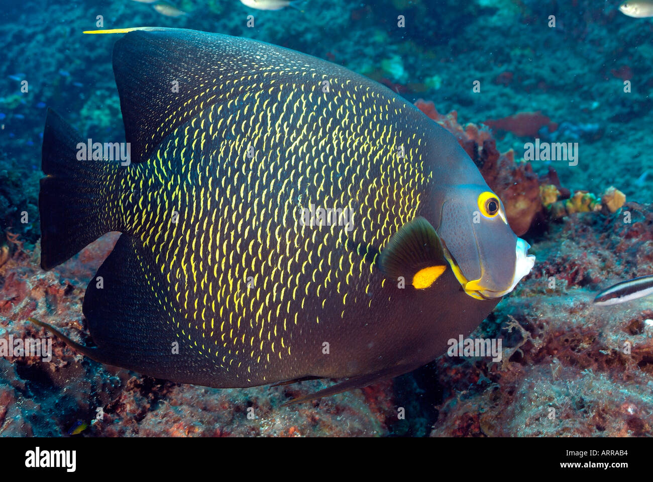 Blue angelfish in gulf mexico hi-res stock photography and images - Alamy