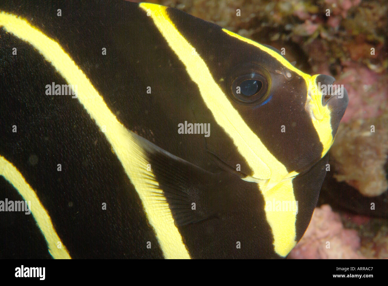 Marine life in the Gulf of Mexico juvenile french angel fish Stock ...