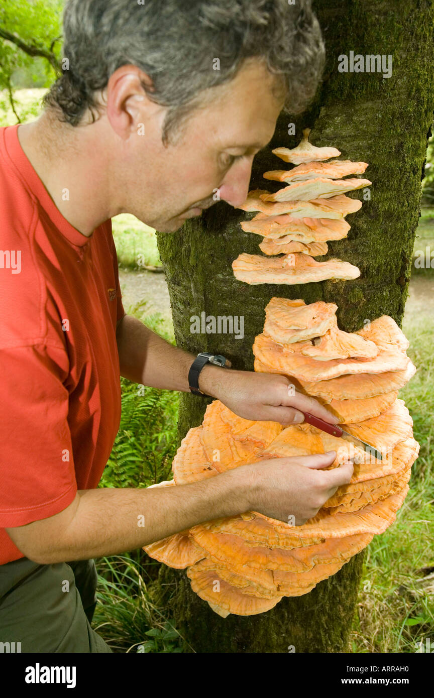 Harvesting edible funghi in skelghyll woods, Ambleside, Lake district ...