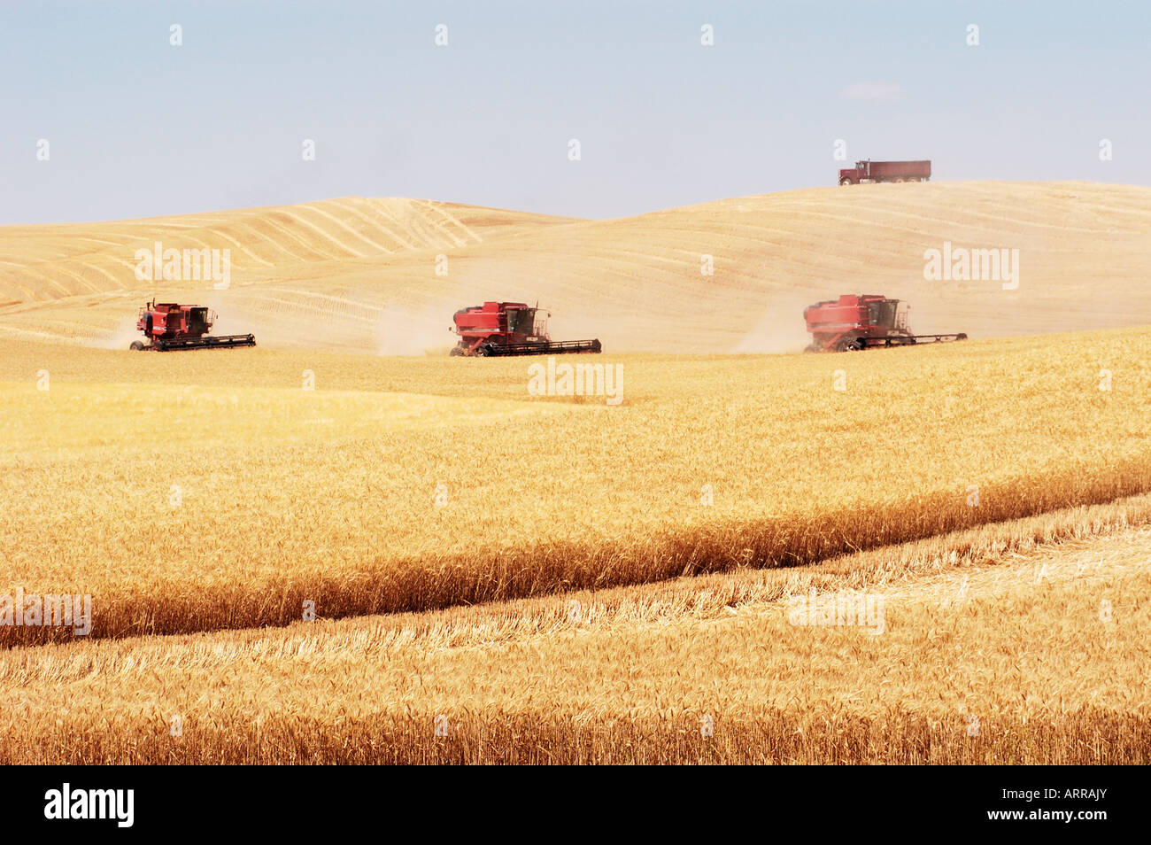 three combines harvesting wheat crops in the rolling hills of the ...